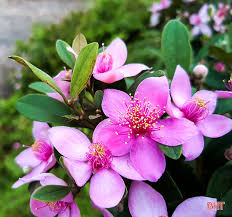 Ý Nghĩa Hoa Sim Tím